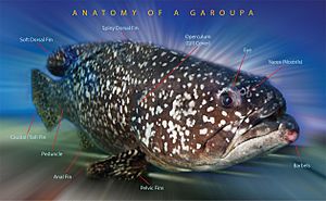 Grouper Facts for Kids