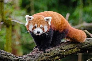 Red panda Facts for Kids