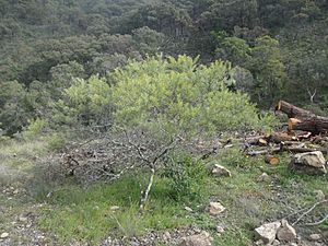 Boomerang wattle Facts for Kids