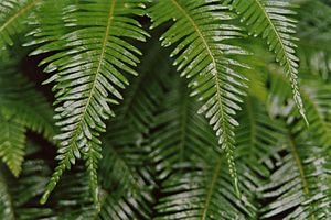 Fishbone water fern Facts for Kids
