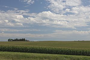 Corn production in the United States Facts for Kids
