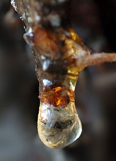 Resin Facts for Kids