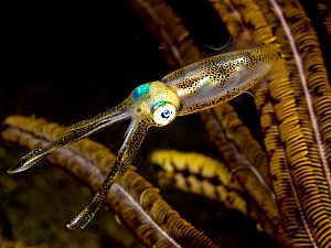 Bigfin reef squid Facts for Kids