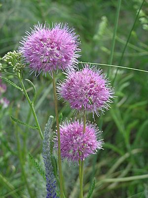 Allium saxatile Facts for Kids