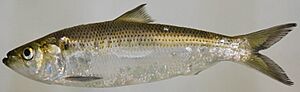 Hickory shad Facts for Kids