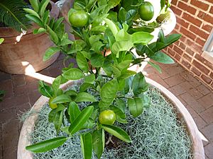 Murcott (fruit) Facts for Kids