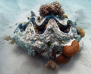 Giant clam Facts for Kids