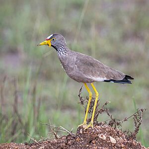 African wattled lapwing Facts for Kids