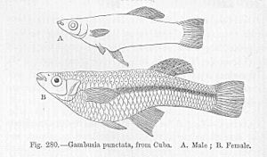 Cuban gambusia Facts for Kids