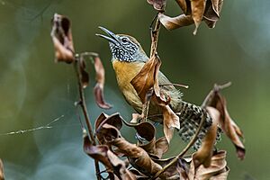 Rufous-breasted wren Facts for Kids
