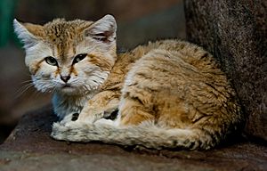 Sand cat Facts for Kids