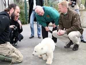 Knut (polar bear) Facts for Kids