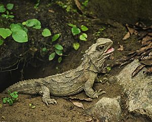 Tuatara Facts for Kids