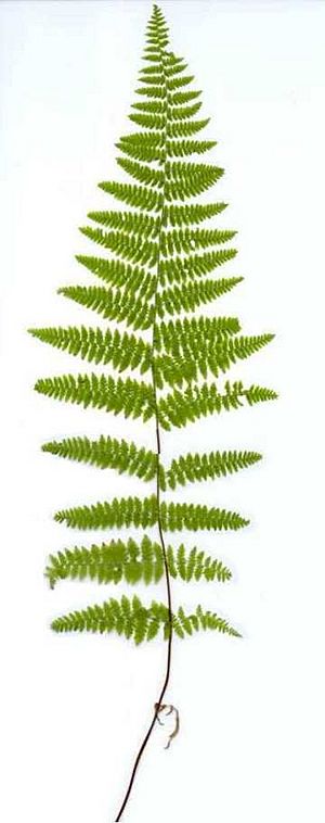 List of ferns and fern allies of Soldiers Delight Facts for Kids