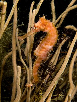 Seahorse Facts for Kids