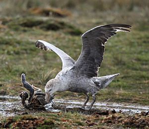Northern giant petrel Facts for Kids