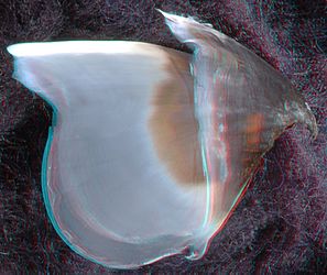 Tuberculate pelagic octopus Facts for Kids