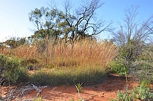 Porcupine grass Facts for Kids