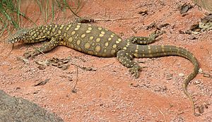 Perentie Facts for Kids
