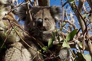 Koala Facts for Kids