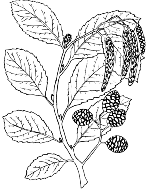 Arizona alder Facts for Kids