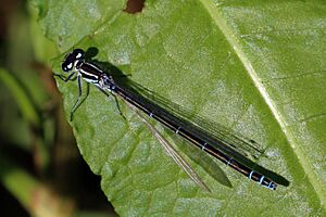 Azure damselfly Facts for Kids
