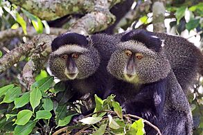 Blue monkey Facts for Kids