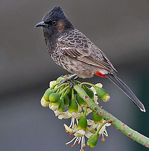 Red-vented bulbul Facts for Kids