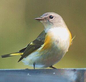 American redstart Facts for Kids