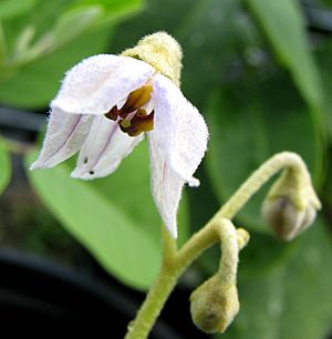 Solanum nelsonii Facts for Kids