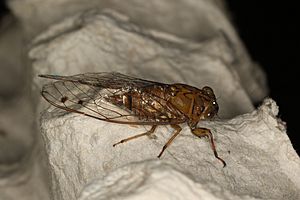 List of cicadas of Australia Facts for Kids