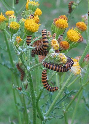 Larva Facts for Kids