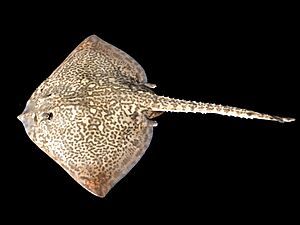 Raja (fish) Facts for Kids