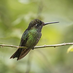 Talamanca hummingbird Facts for Kids