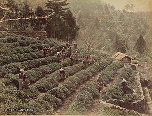 History of tea in Japan Facts for Kids