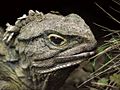 Tuatara Facts for Kids