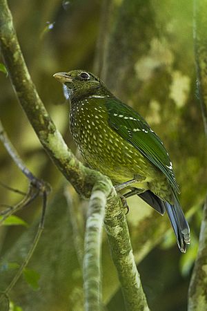Green catbird Facts for Kids