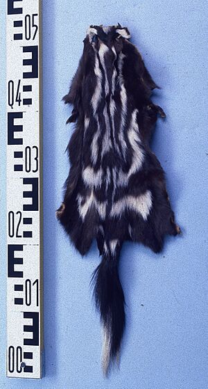 Eastern spotted skunk Facts for Kids