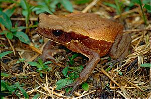 Smooth-sided toad Facts for Kids