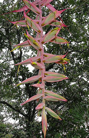 Tillandsia prodigiosa Facts for Kids