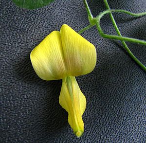 Oahu cowpea Facts for Kids