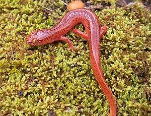Spring salamander Facts for Kids