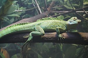 Plumed basilisk Facts for Kids
