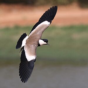 Spur-winged lapwing Facts for Kids