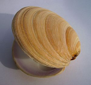 Dosinia anus Facts for Kids