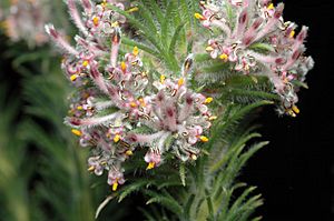 Isopogon inconspicuus Facts for Kids