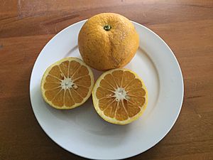 New Zealand grapefruit Facts for Kids
