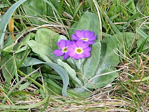 Scottish primrose Facts for Kids