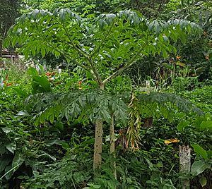 Elephant foot yam Facts for Kids