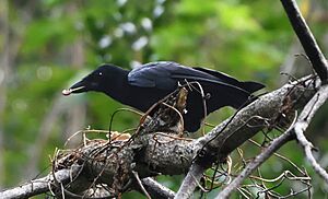 New Caledonian crow Facts for Kids